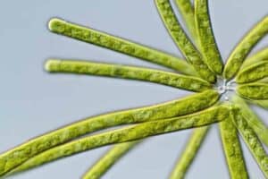 7 Kinds Of Pond & Lake Algae - Lake Management Inc