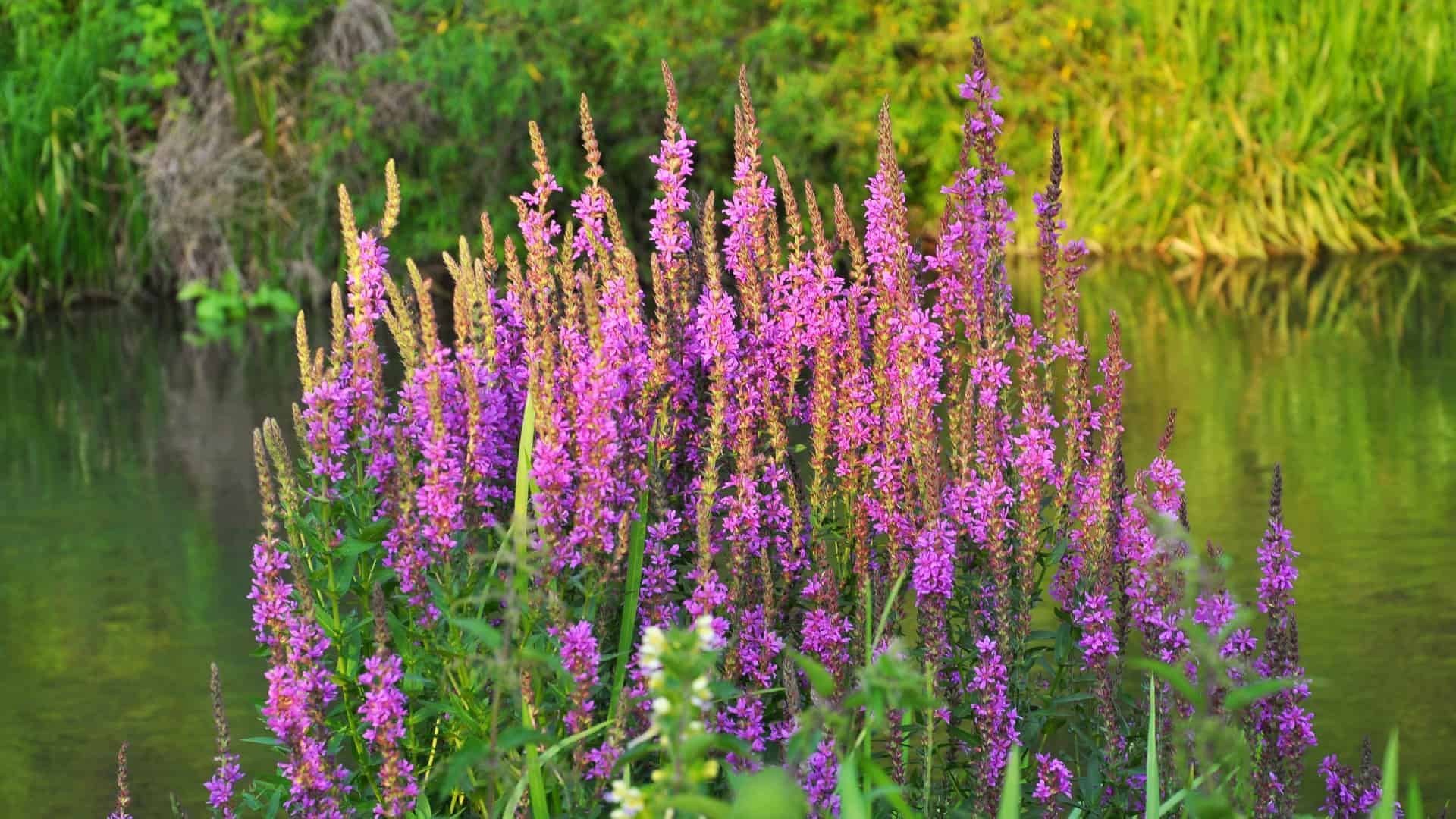 What Are Emergent Weeds? - Lake Management Inc