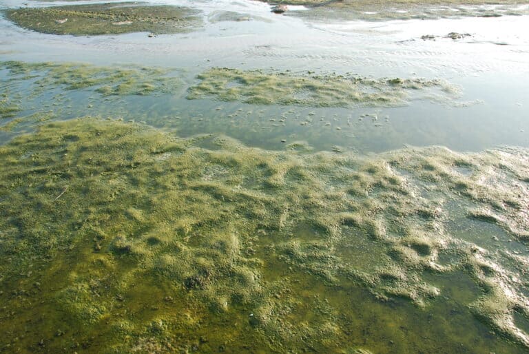 Chemical Vs Natural Algae Control: Best Methods For Lakes & Ponds
