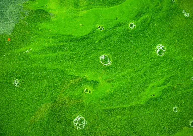 Guide To Algae Colors | Understanding Types And Algae Impact