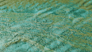 Guide To Algae Colors | Understanding Types And Algae Impact