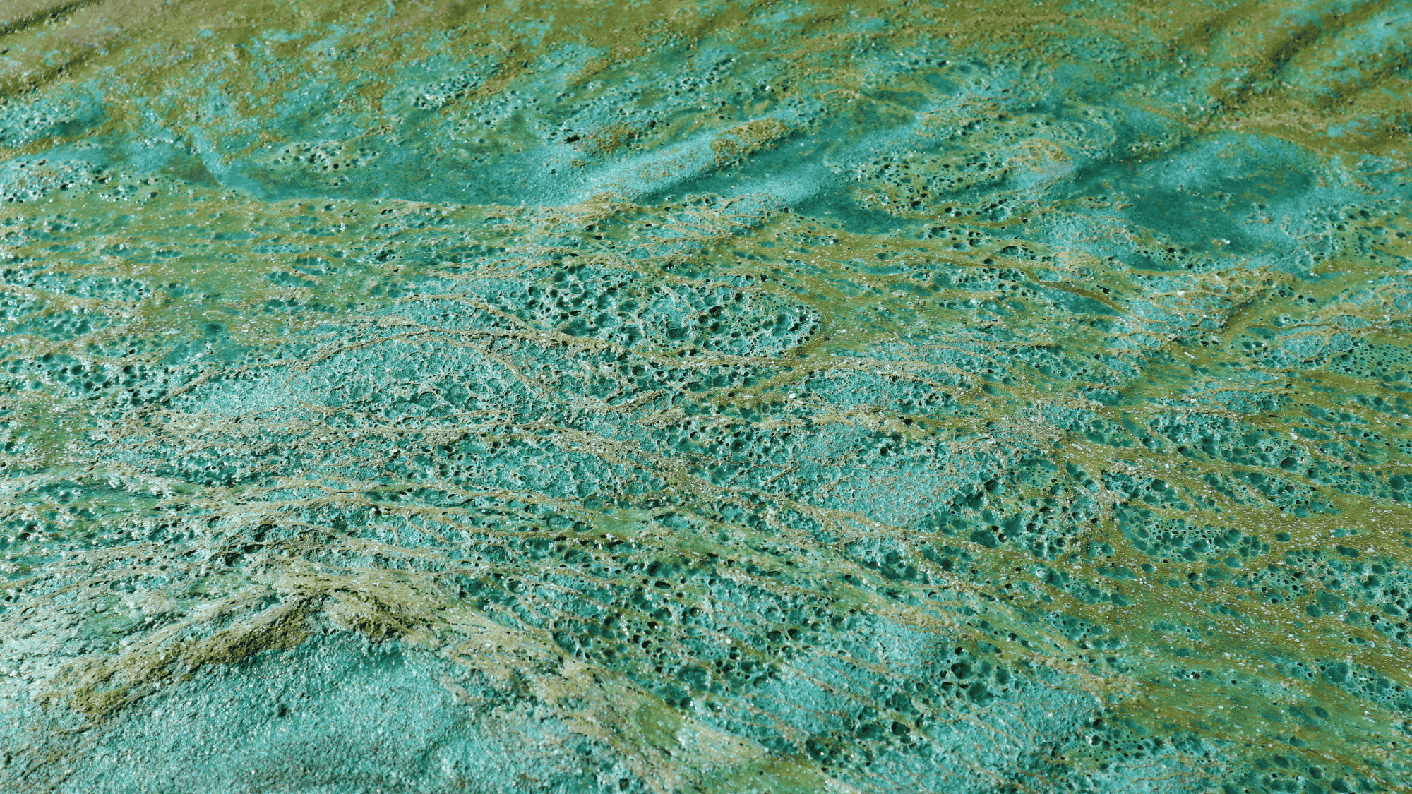 Guide To Algae Colors | Understanding Types And Algae Impact