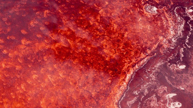 Guide To Algae Colors | Understanding Types And Algae Impact