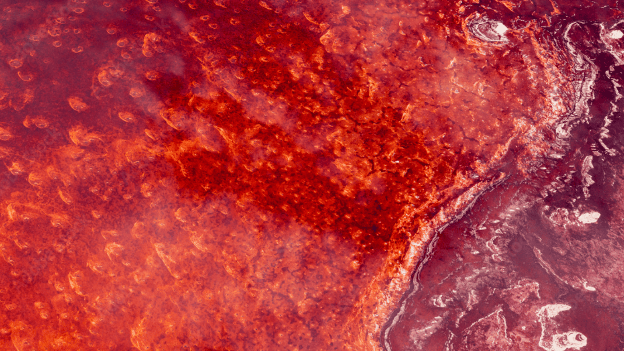 Guide To Algae Colors | Understanding Types And Algae Impact