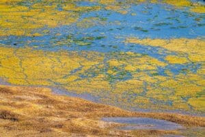 Guide To Algae Colors | Understanding Types And Algae Impact