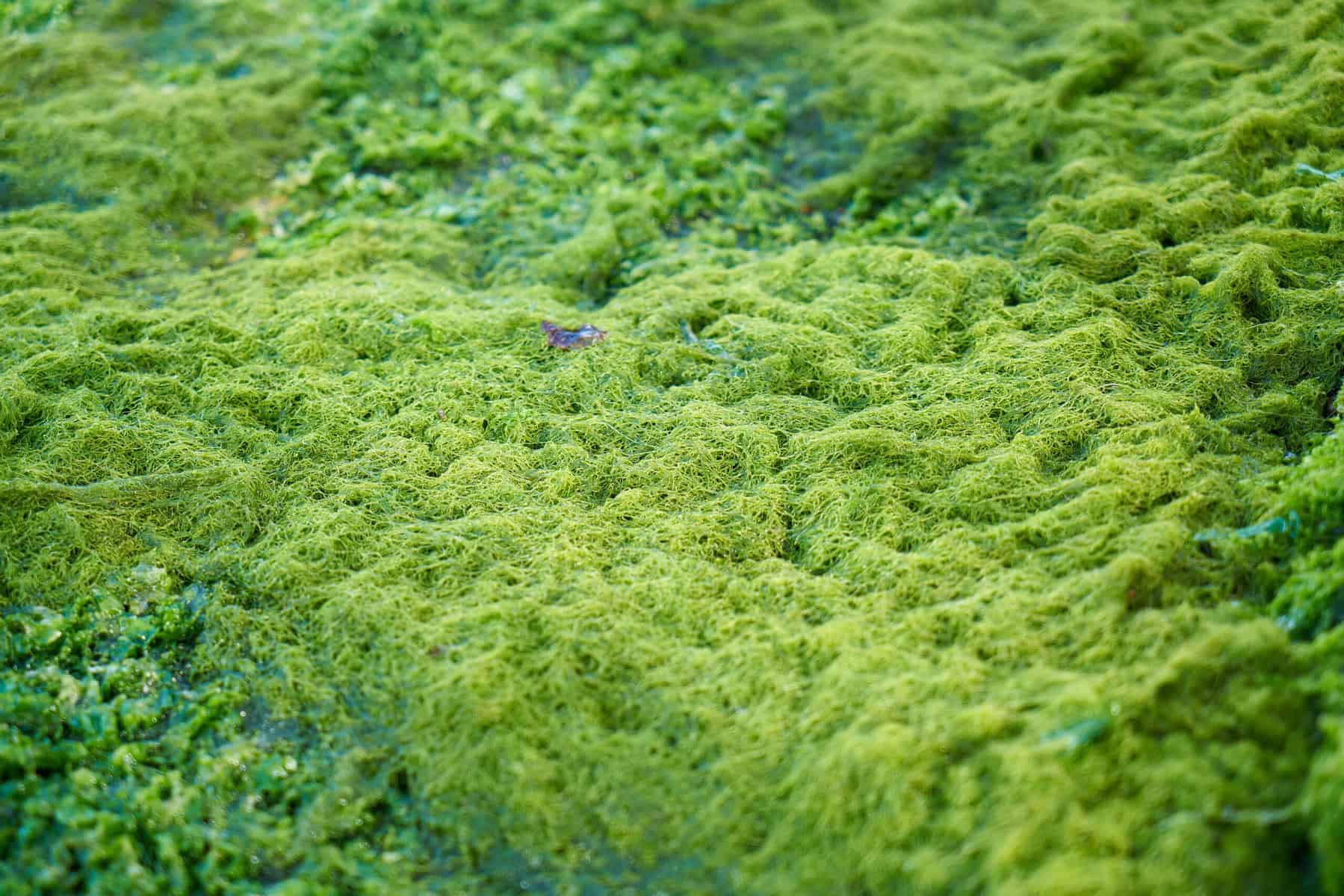 Guide To Algae Colors | Understanding Types And Algae Impact