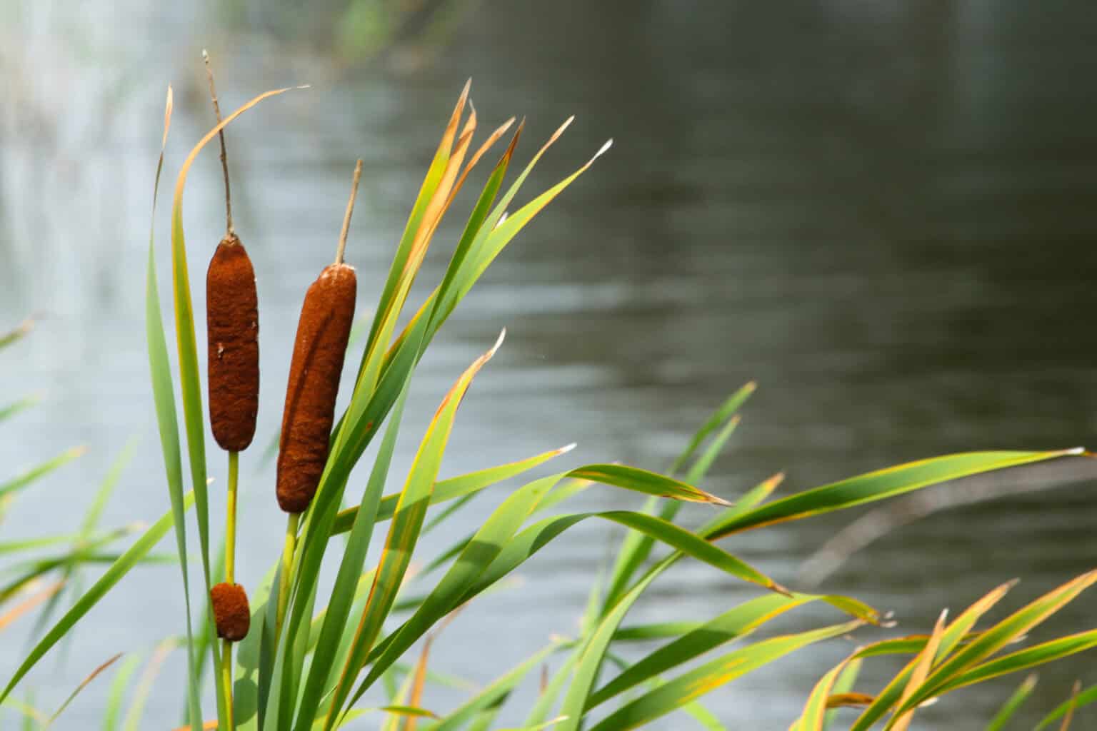 Guide To Algae Colors | Understanding Types And Algae Impact