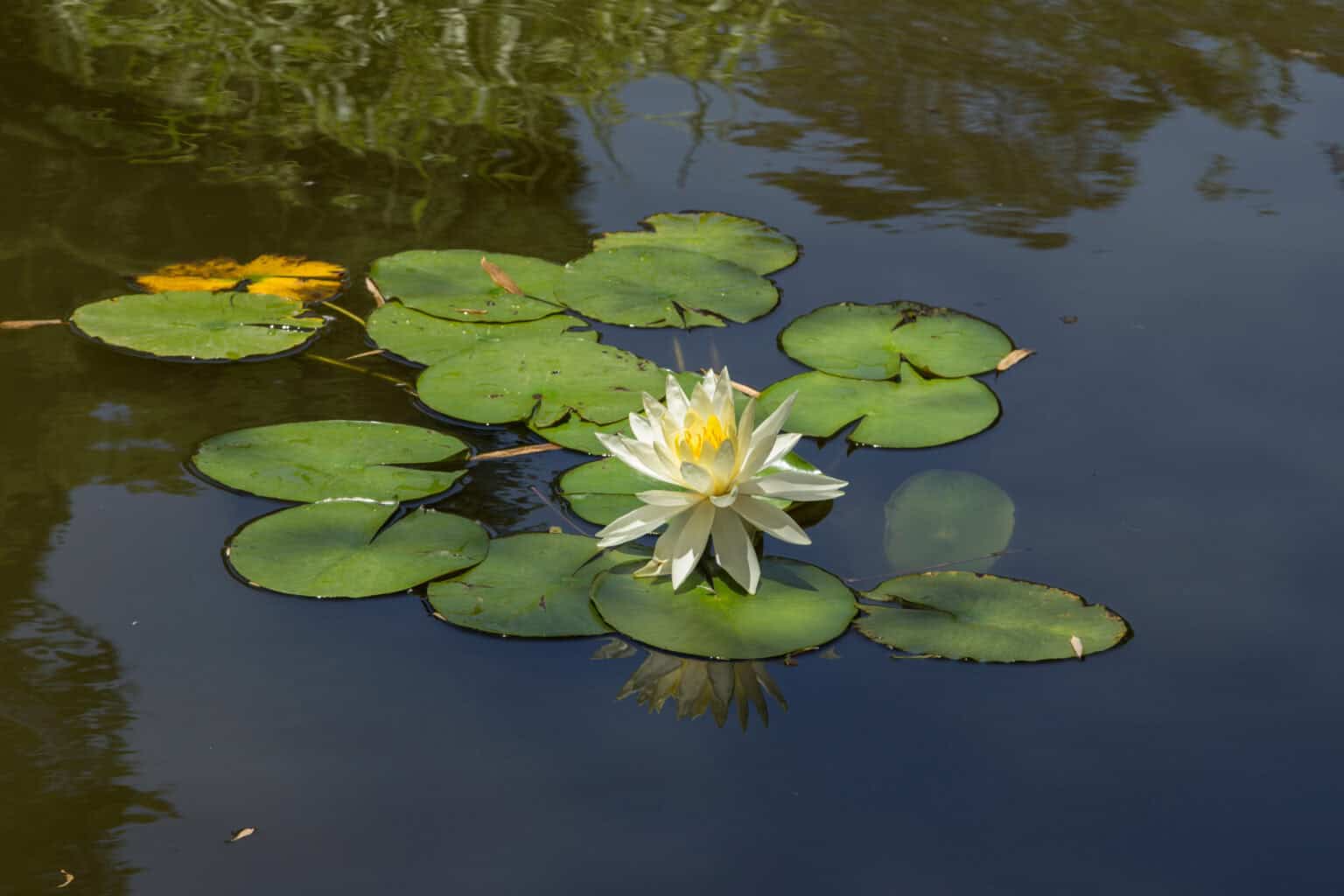 How To Kill Lily Pads Without Harming Fish | Lake Management Inc