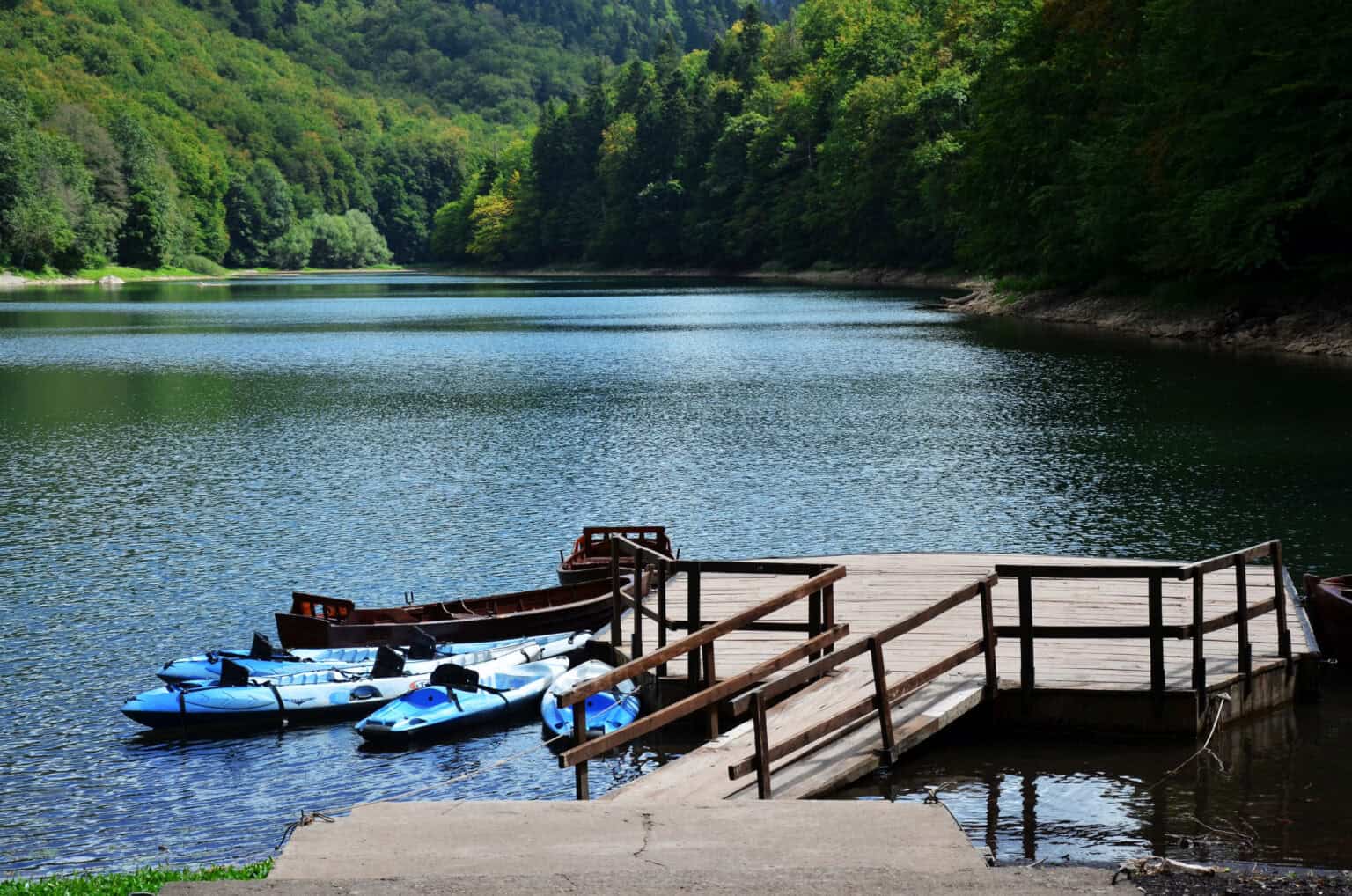 Guide To Algae Colors | Understanding Types And Algae Impact